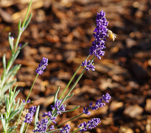 Hood River Lavender Farms